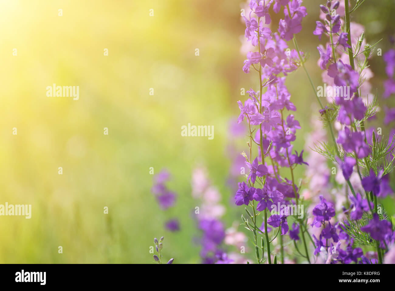 Violet flowers background Stock Photo - Alamy