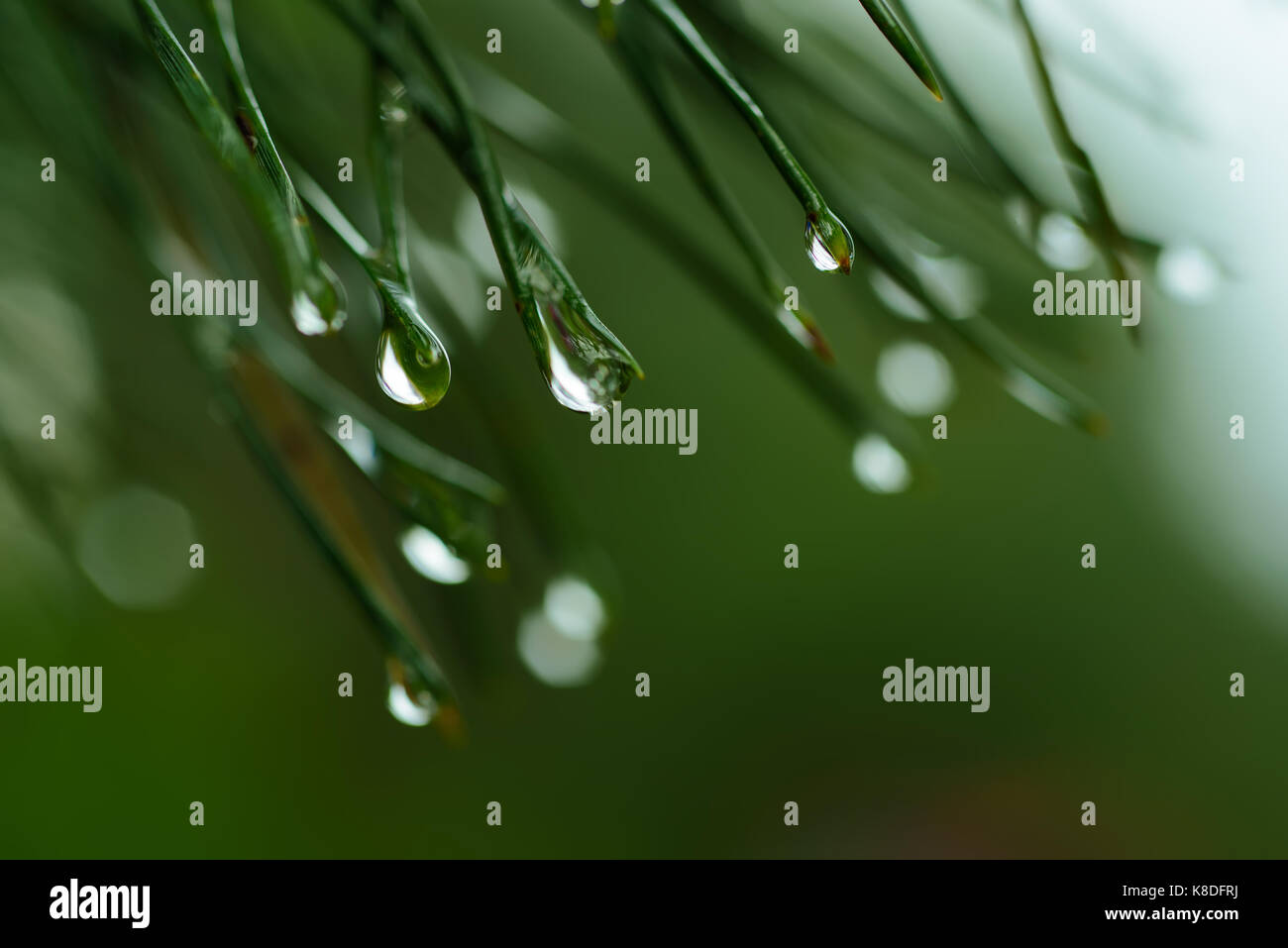 Wet pine tree Stock Photo - Alamy
