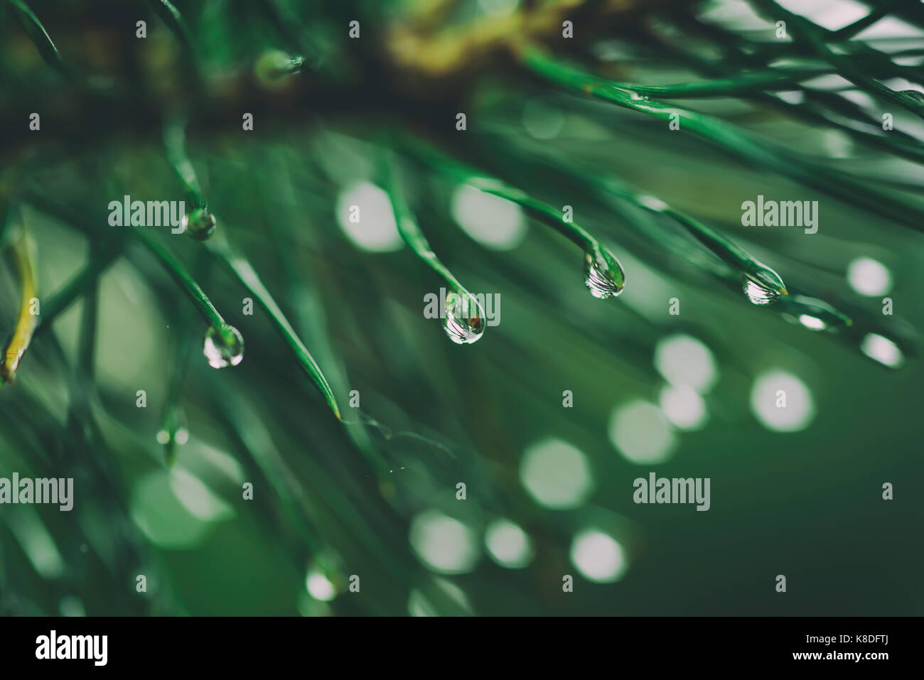 Wet pine tree Stock Photo - Alamy