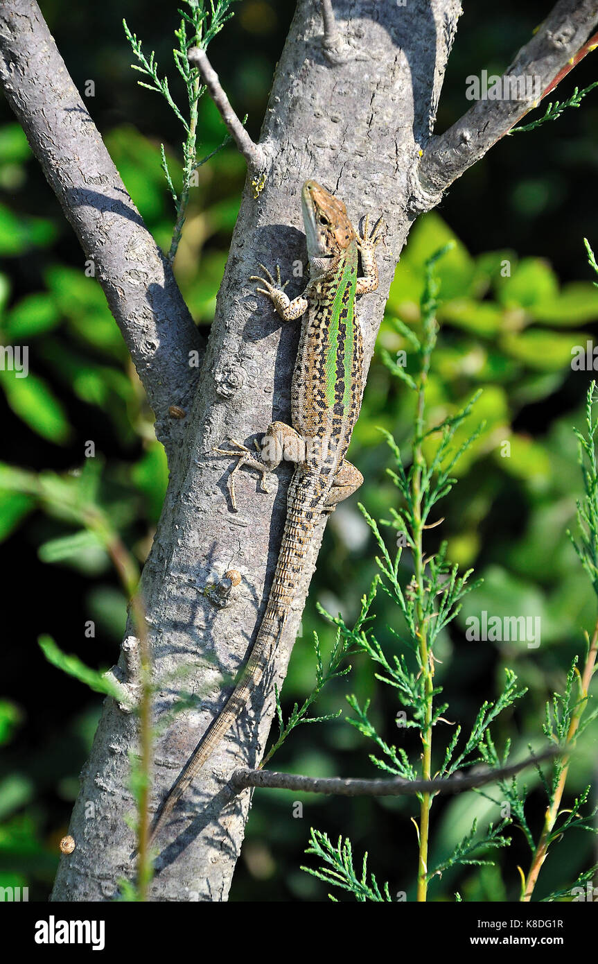 Italian wall lizard hi-res stock photography and images - Alamy