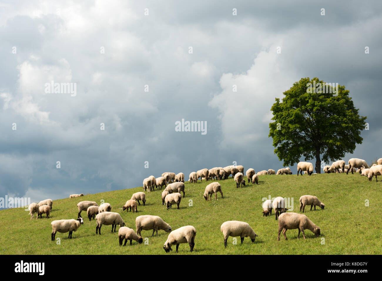 High graze hi-res stock photography and images - Alamy