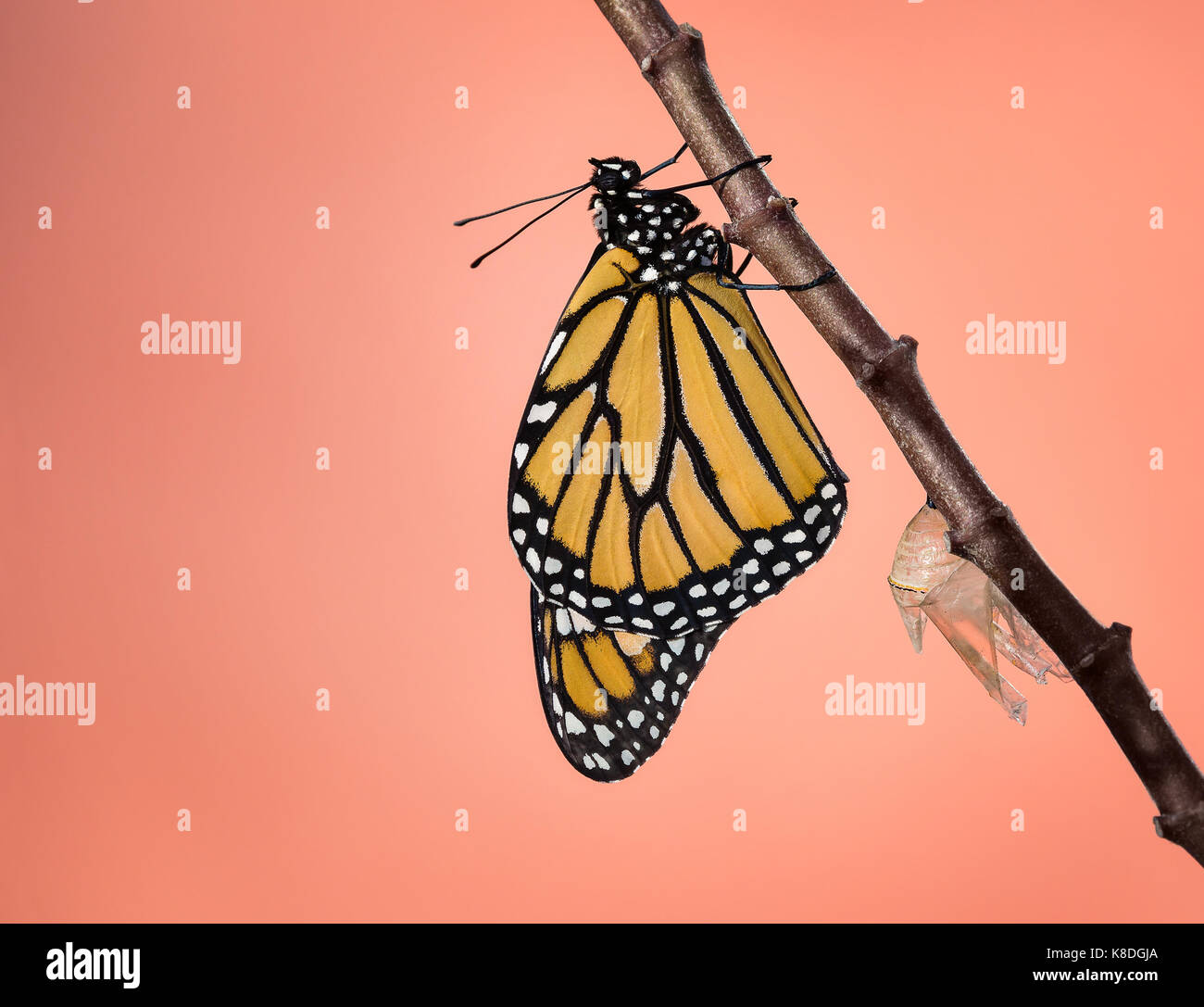 Newly emerged male Monarch butterfly (danaus plexippus) and its ...