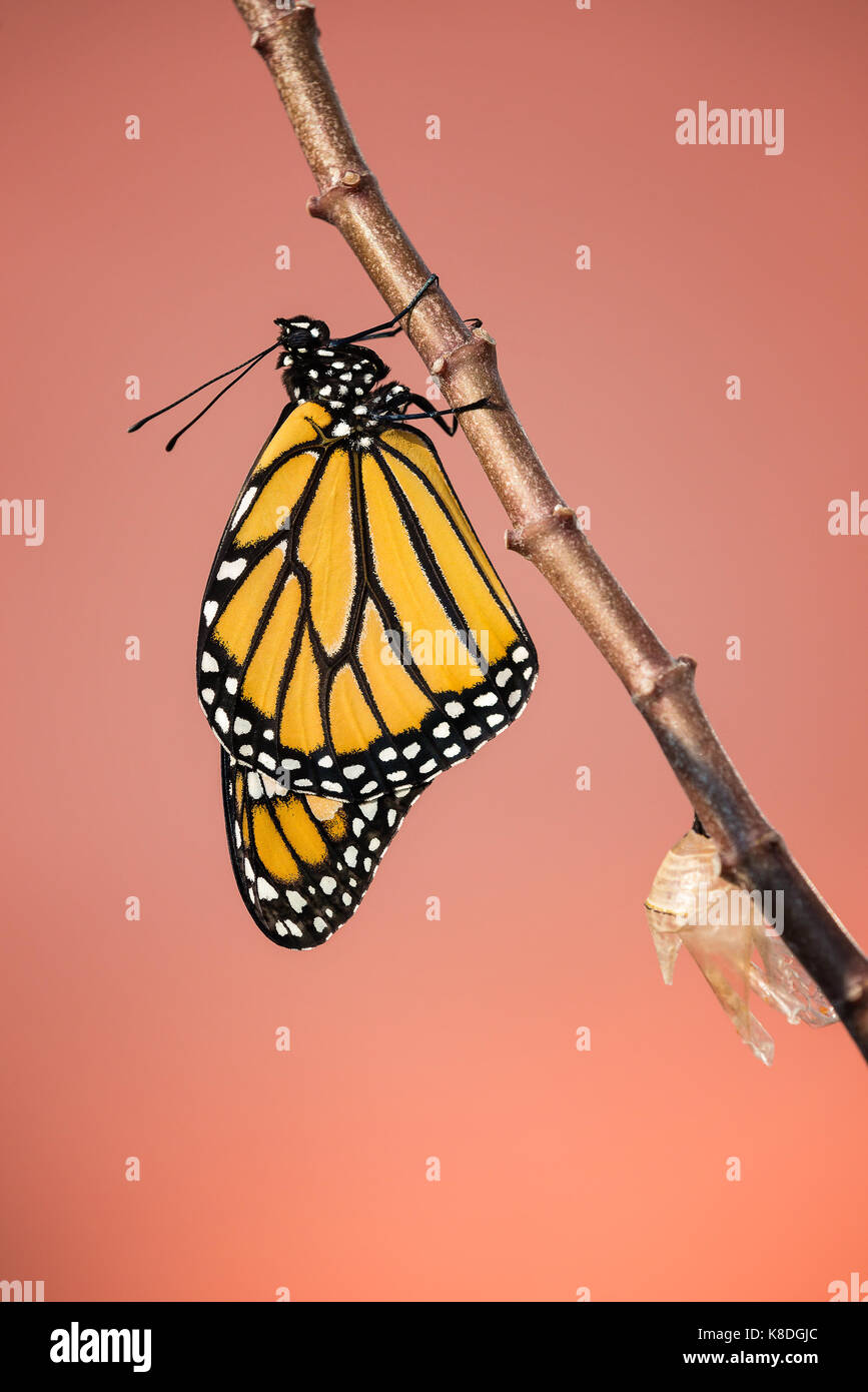 Newly emerged male Monarch butterfly (danaus plexippus) and its ...