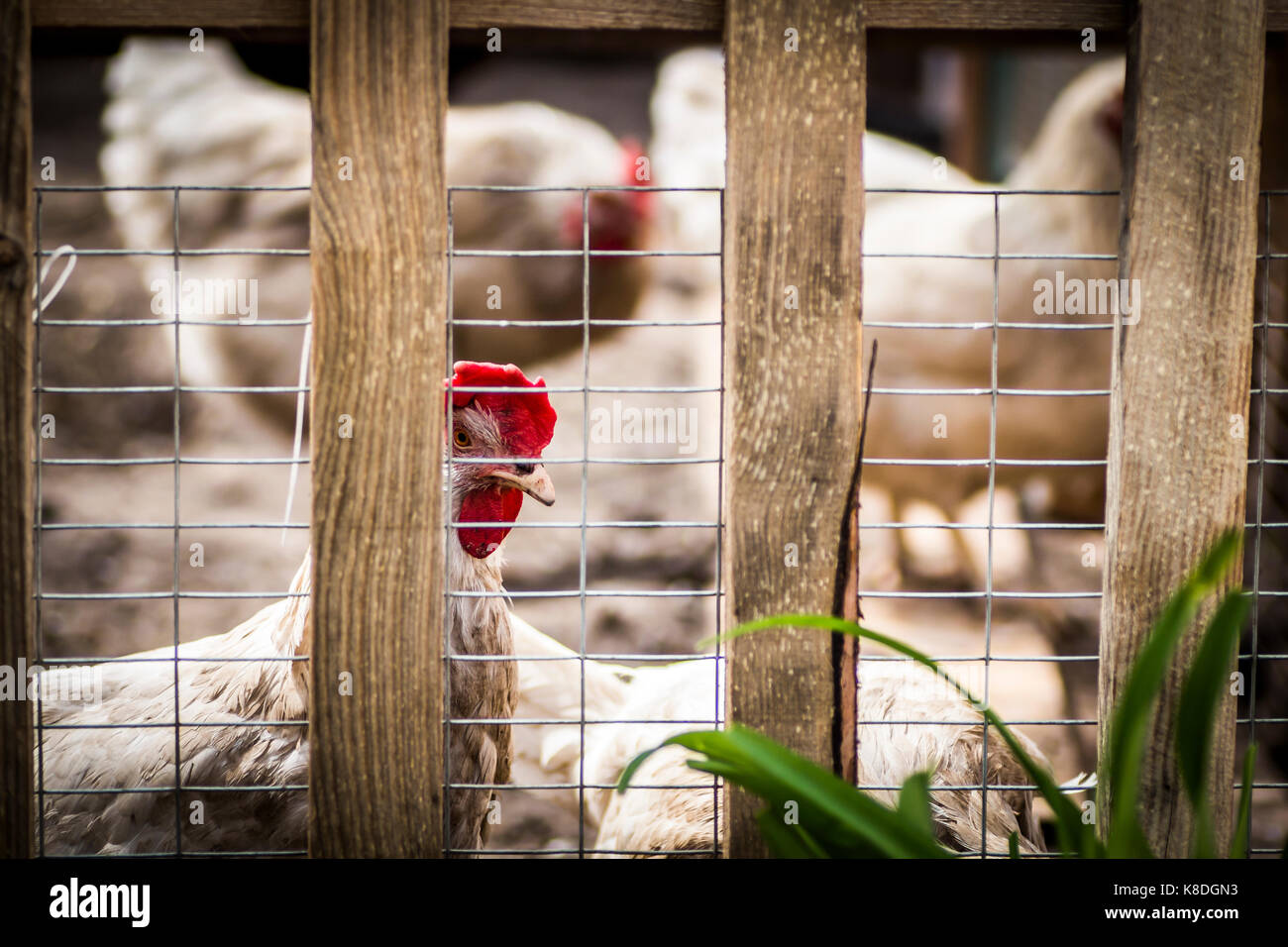 Non free range hen hi-res stock photography and images - Alamy