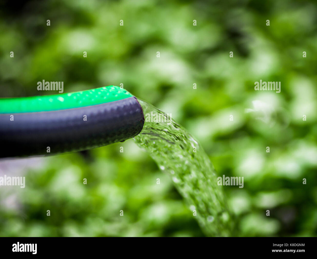 Water flows from the garden hose while watering the plantings in the ...