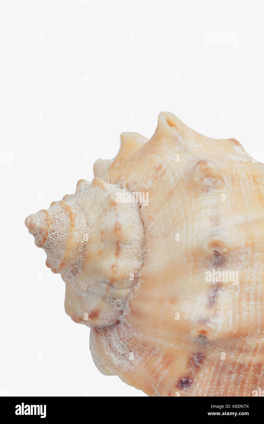 seashell, isolated on white background, close-up Stock Photo - Alamy