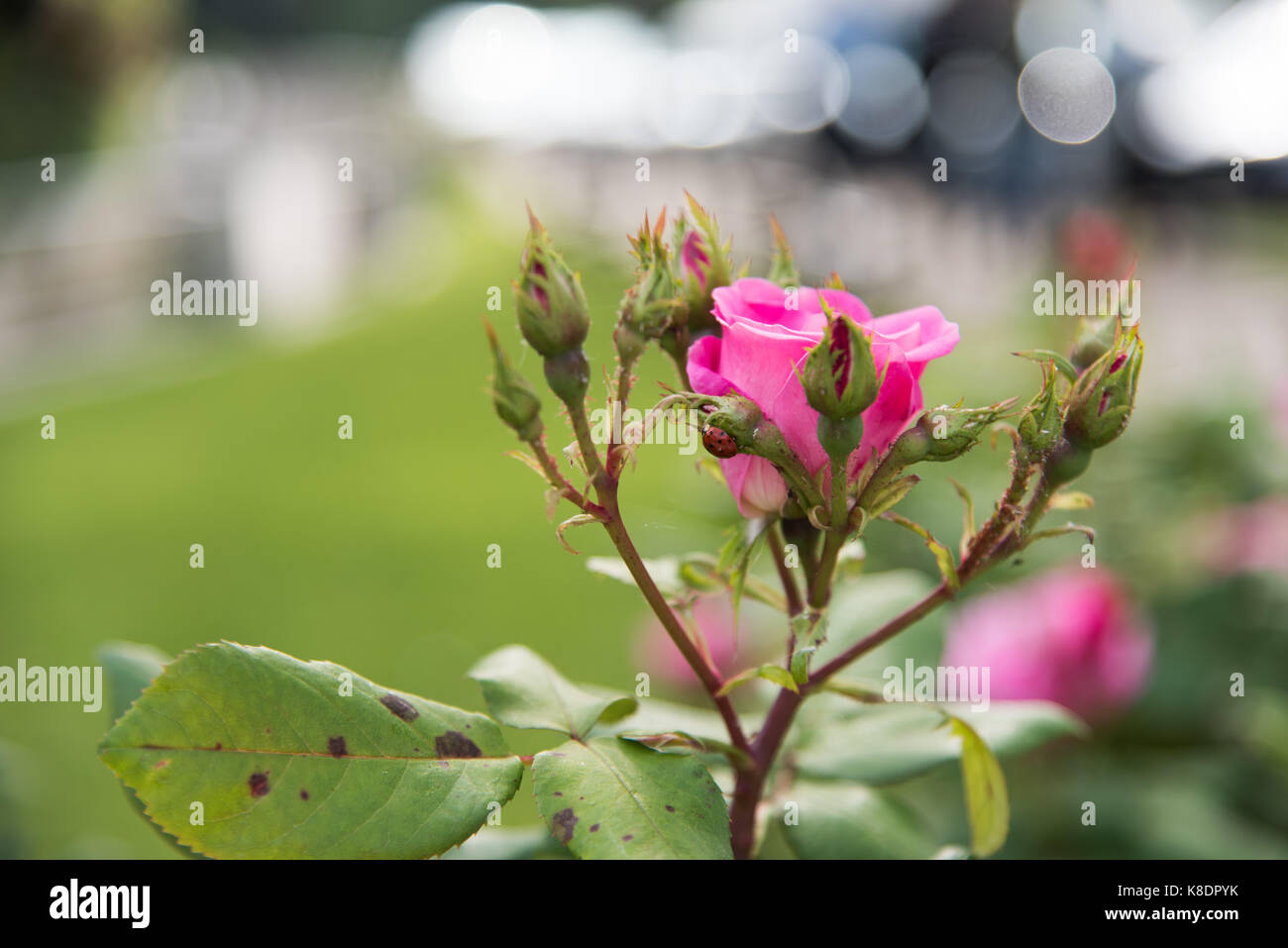 Walking in the garden of ancient roses Stock Photo - Alamy