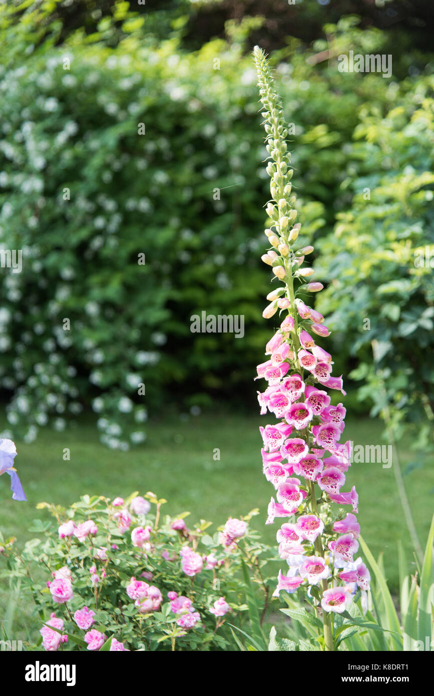 Garden, between plants and flowers Stock Photo - Alamy