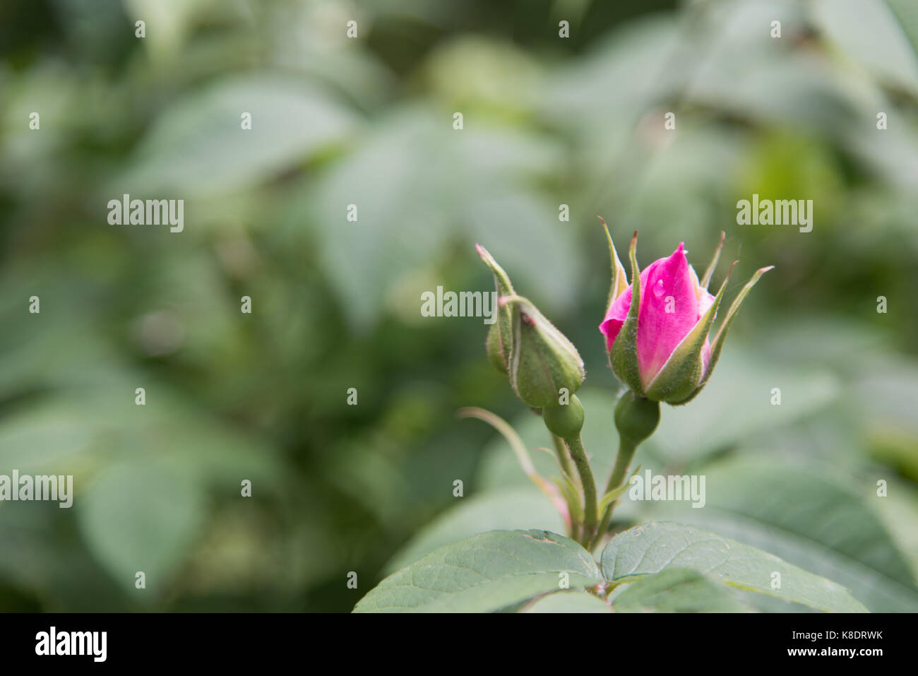 Walking in the garden of ancient roses Stock Photo - Alamy