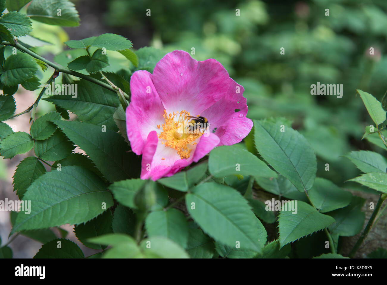 Walking in the garden of ancient roses Stock Photo - Alamy