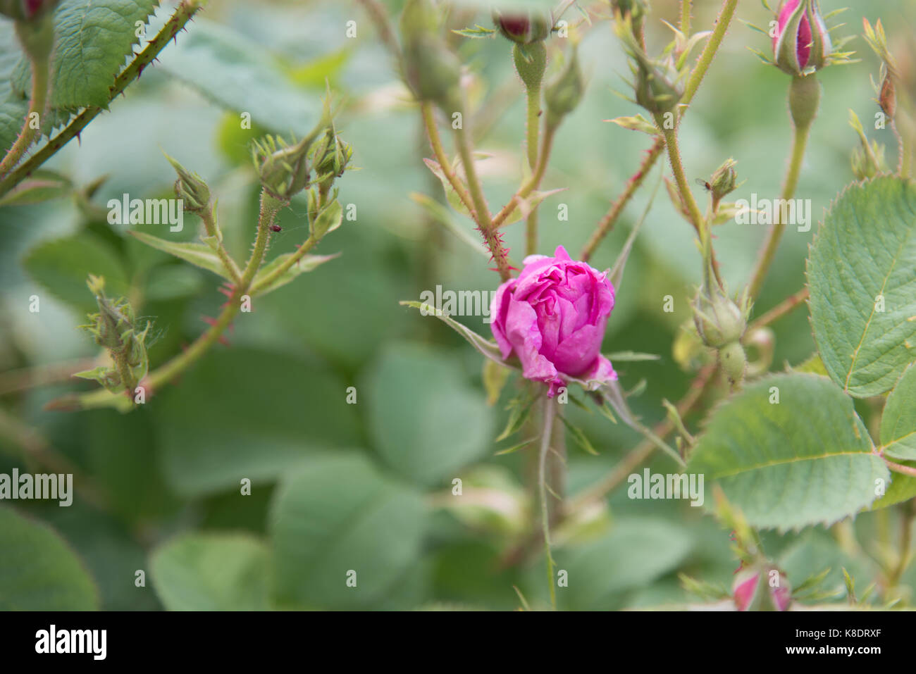 Walking in the garden of ancient roses Stock Photo - Alamy