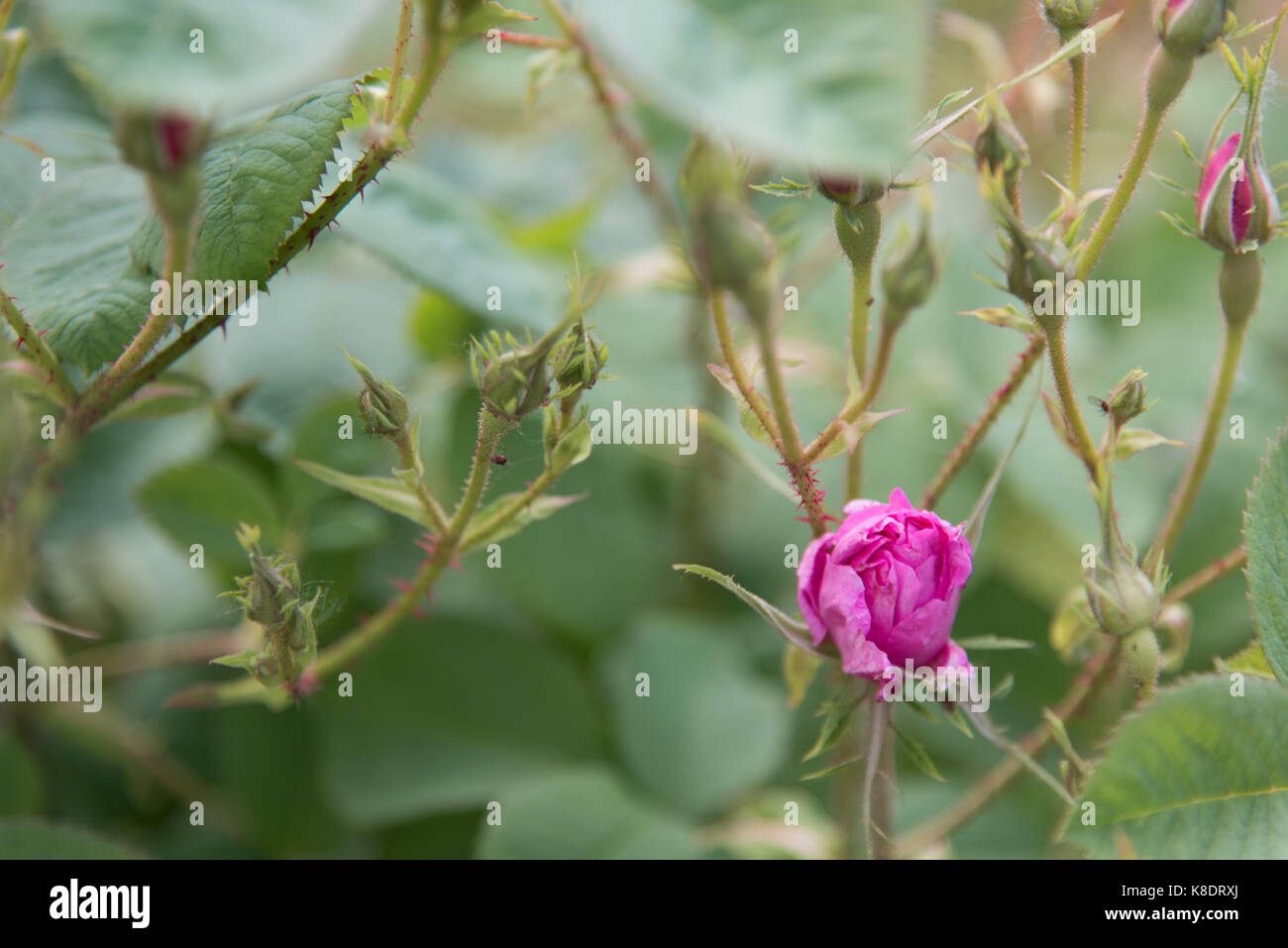 Walking in the garden of ancient roses Stock Photo - Alamy