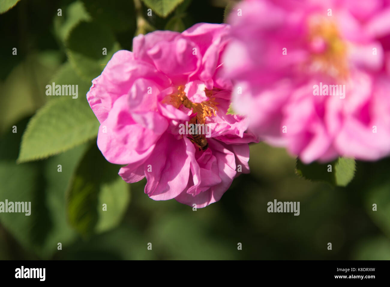 Walking in the garden of ancient roses Stock Photo - Alamy