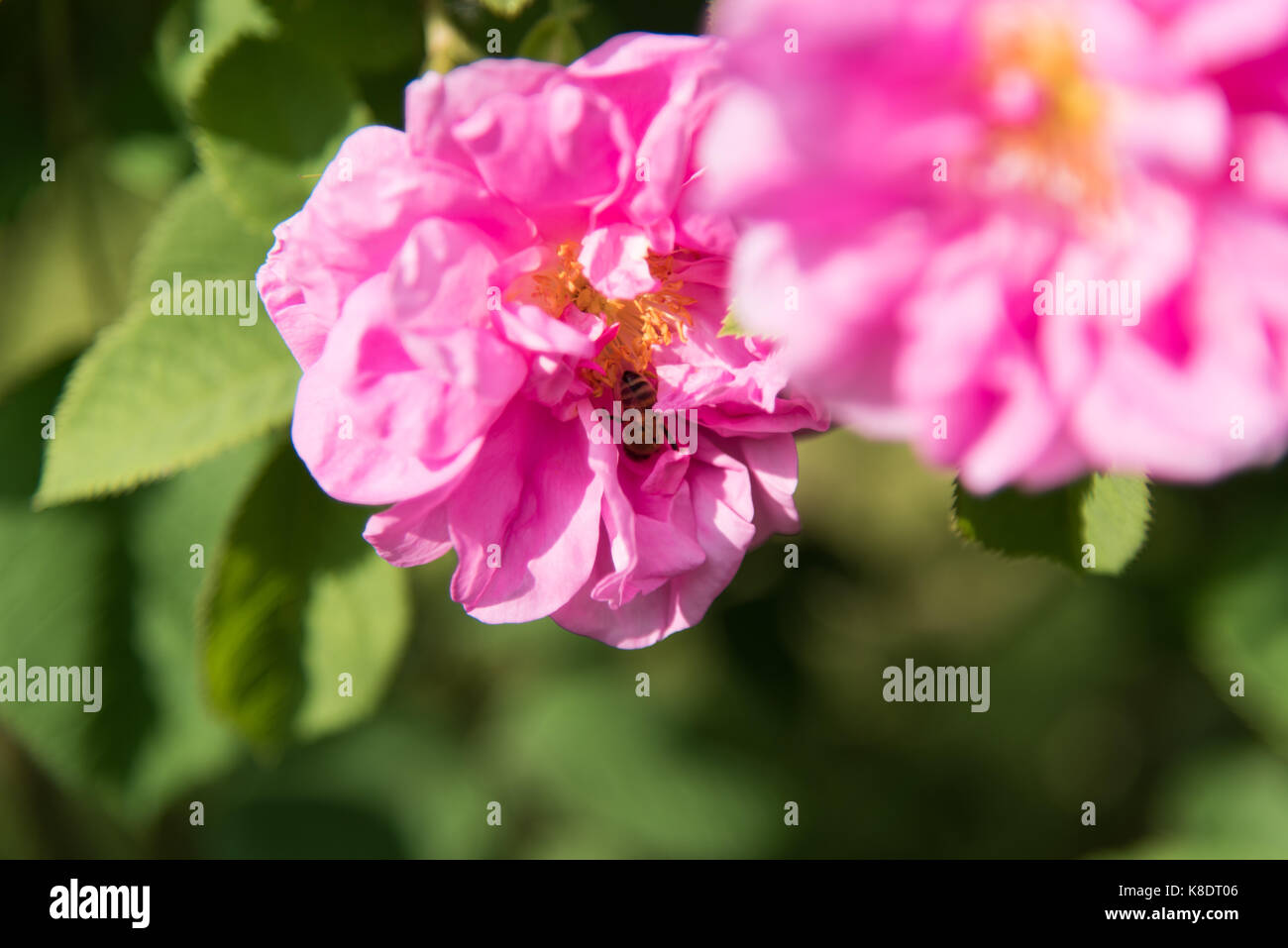 Walking in the garden of ancient roses Stock Photo - Alamy