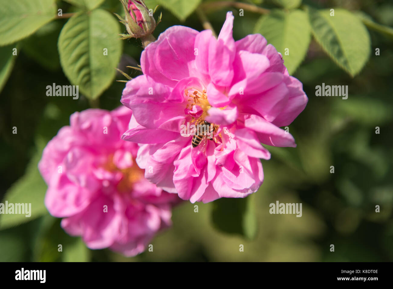 Walking in the garden of ancient roses Stock Photo - Alamy