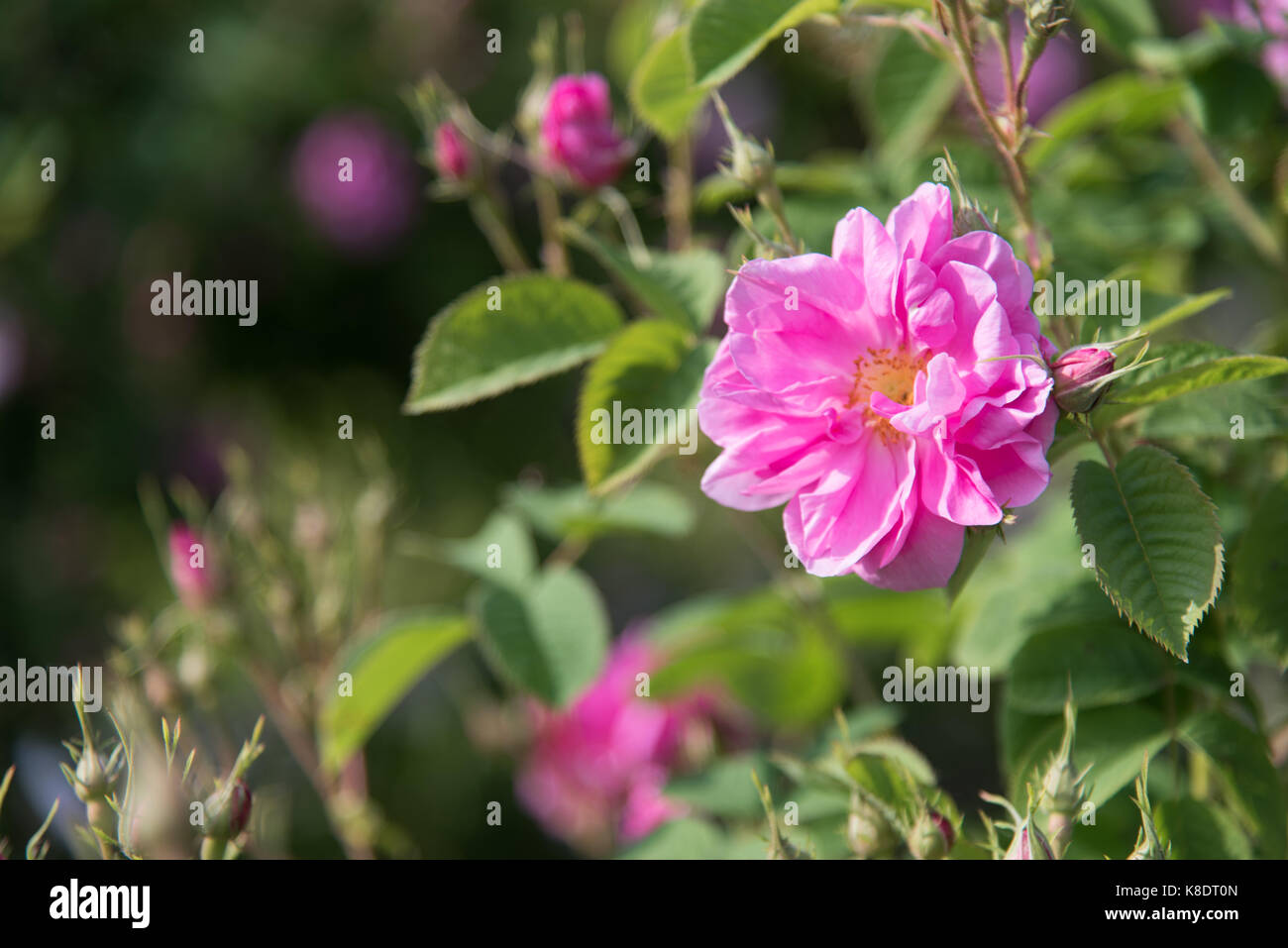 Walking in the garden of ancient roses Stock Photo - Alamy