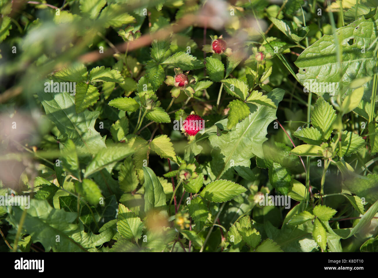 Garden, between plants and flowers Stock Photo - Alamy