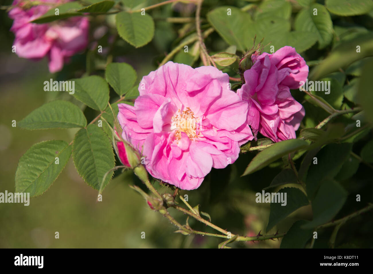 Walking in the garden of ancient roses Stock Photo - Alamy