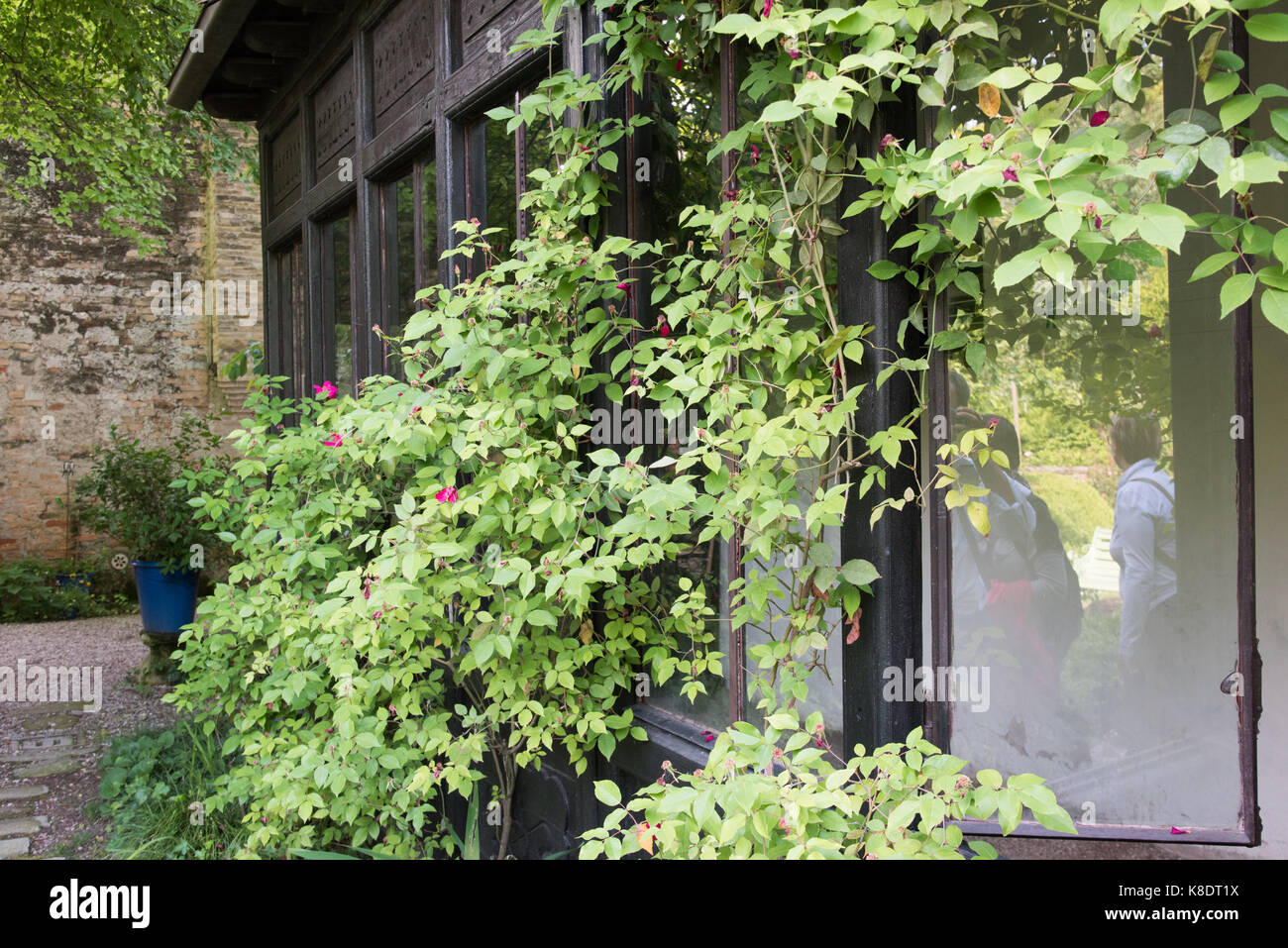 Walking in the garden of ancient roses Stock Photo - Alamy