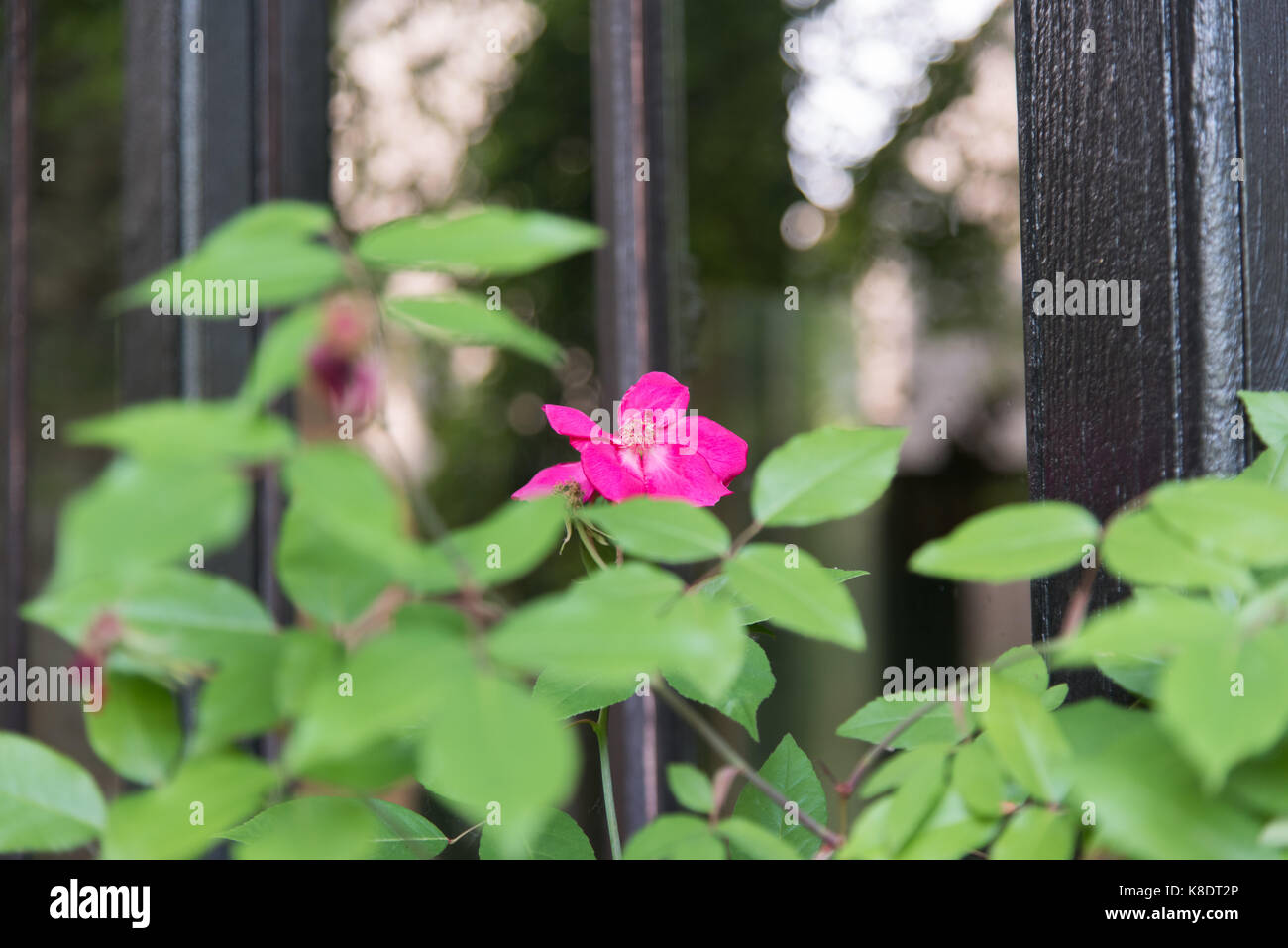 Walking in the garden of ancient roses Stock Photo - Alamy