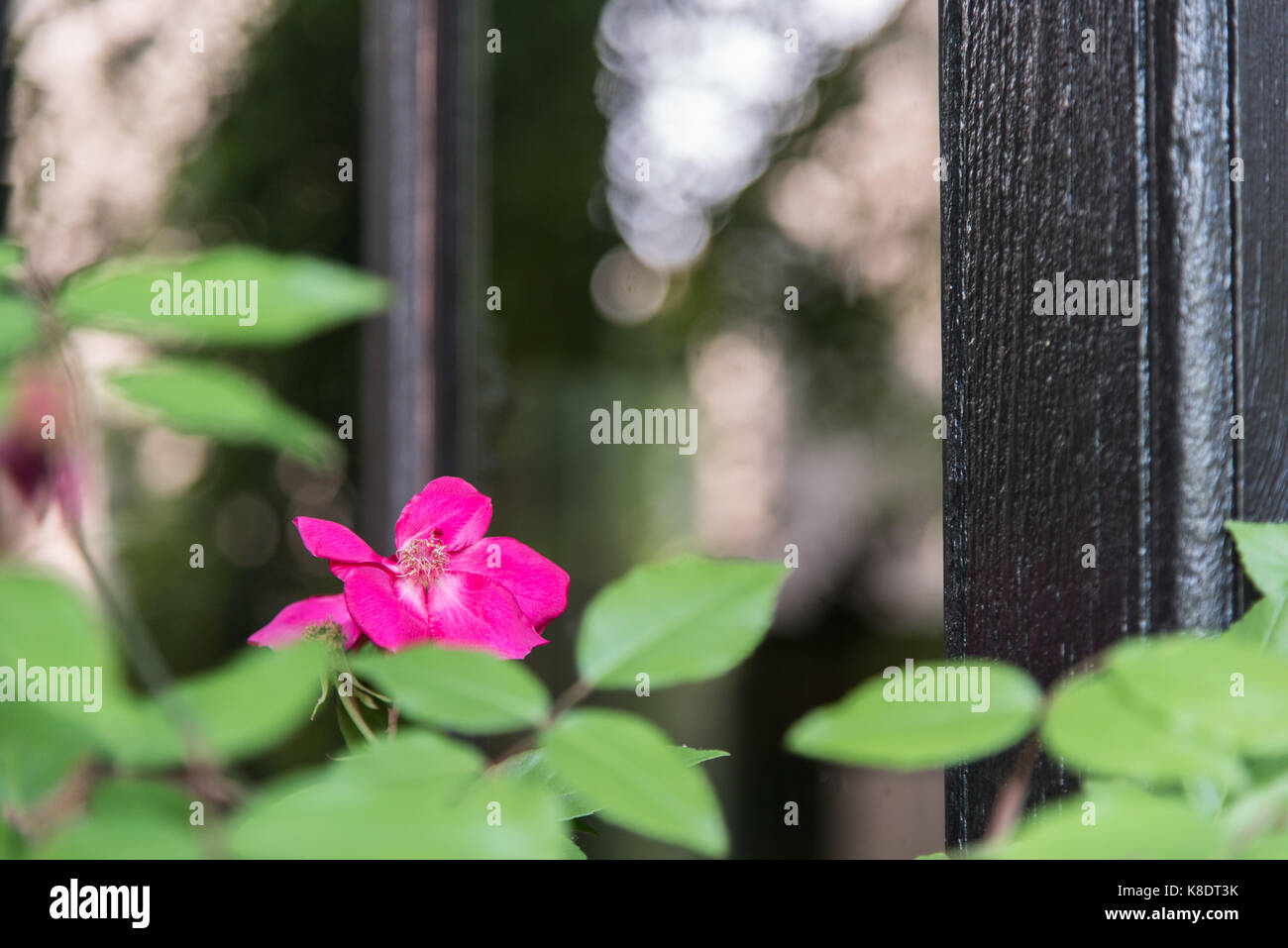 Walking in the garden of ancient roses Stock Photo - Alamy