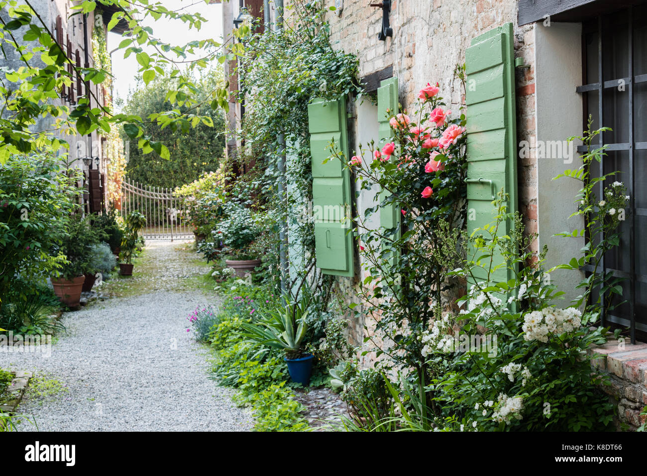 Walking in the garden of ancient roses Stock Photo - Alamy