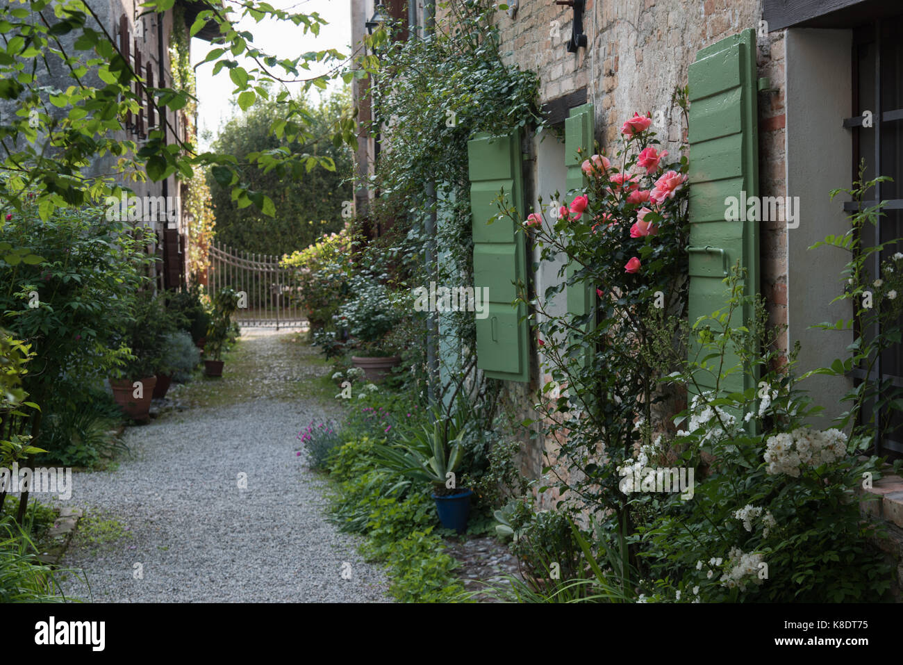 Walking in the garden of ancient roses Stock Photo - Alamy