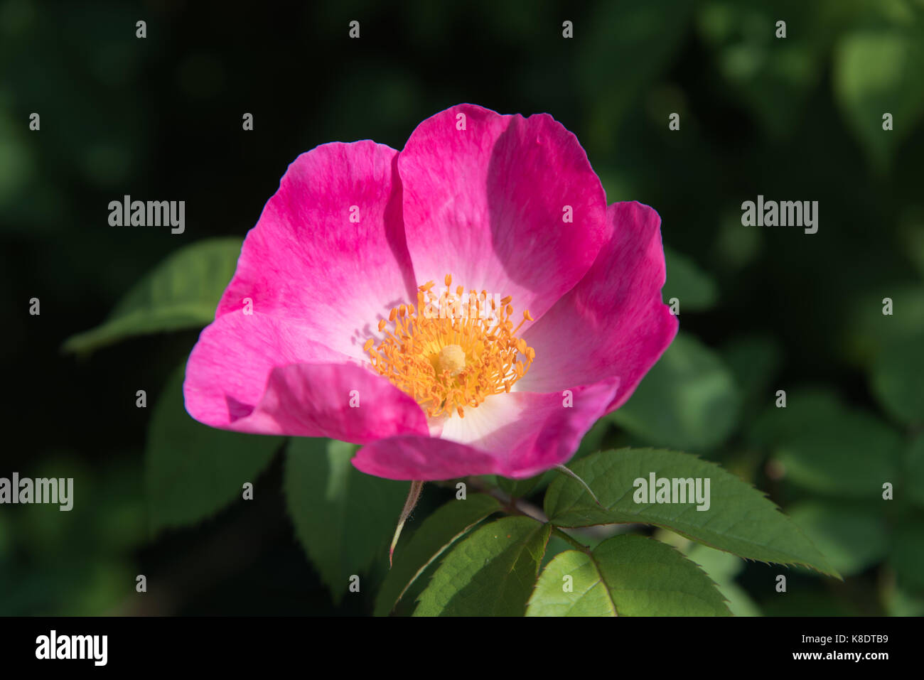 Walking in the garden of ancient roses Stock Photo - Alamy