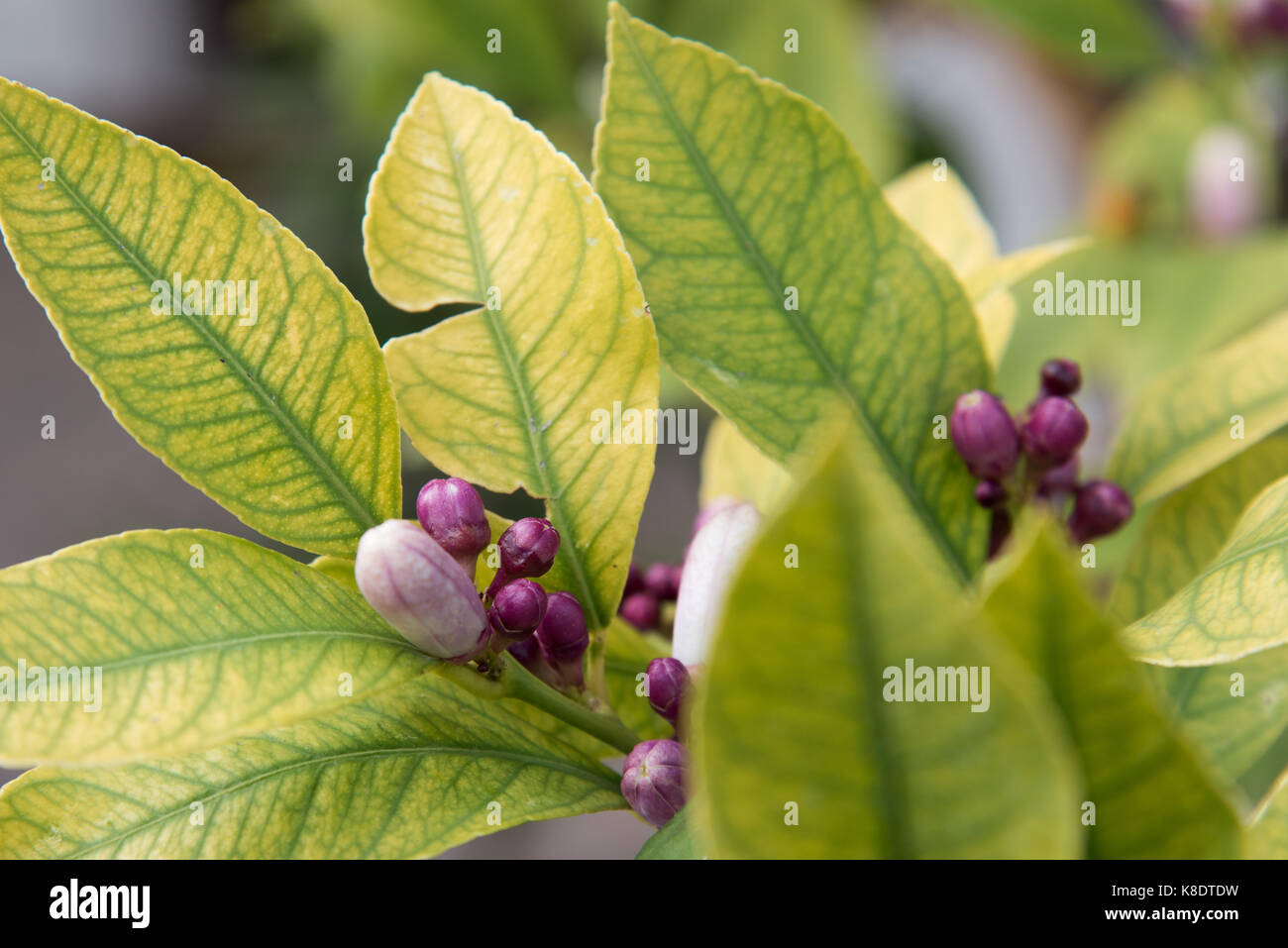 Garden, between plants and flowers Stock Photo - Alamy