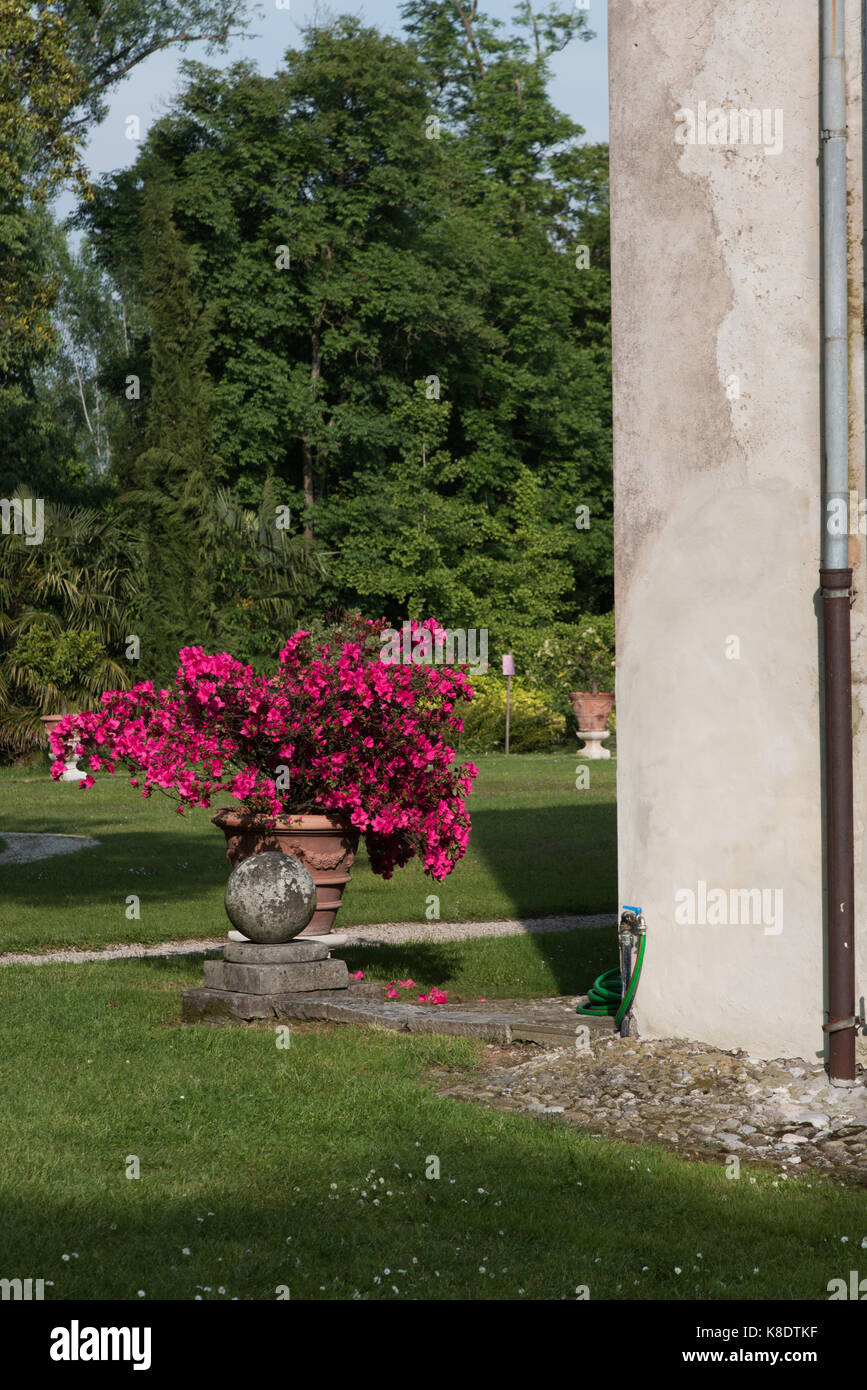 Walking in the garden of ancient roses Stock Photo - Alamy