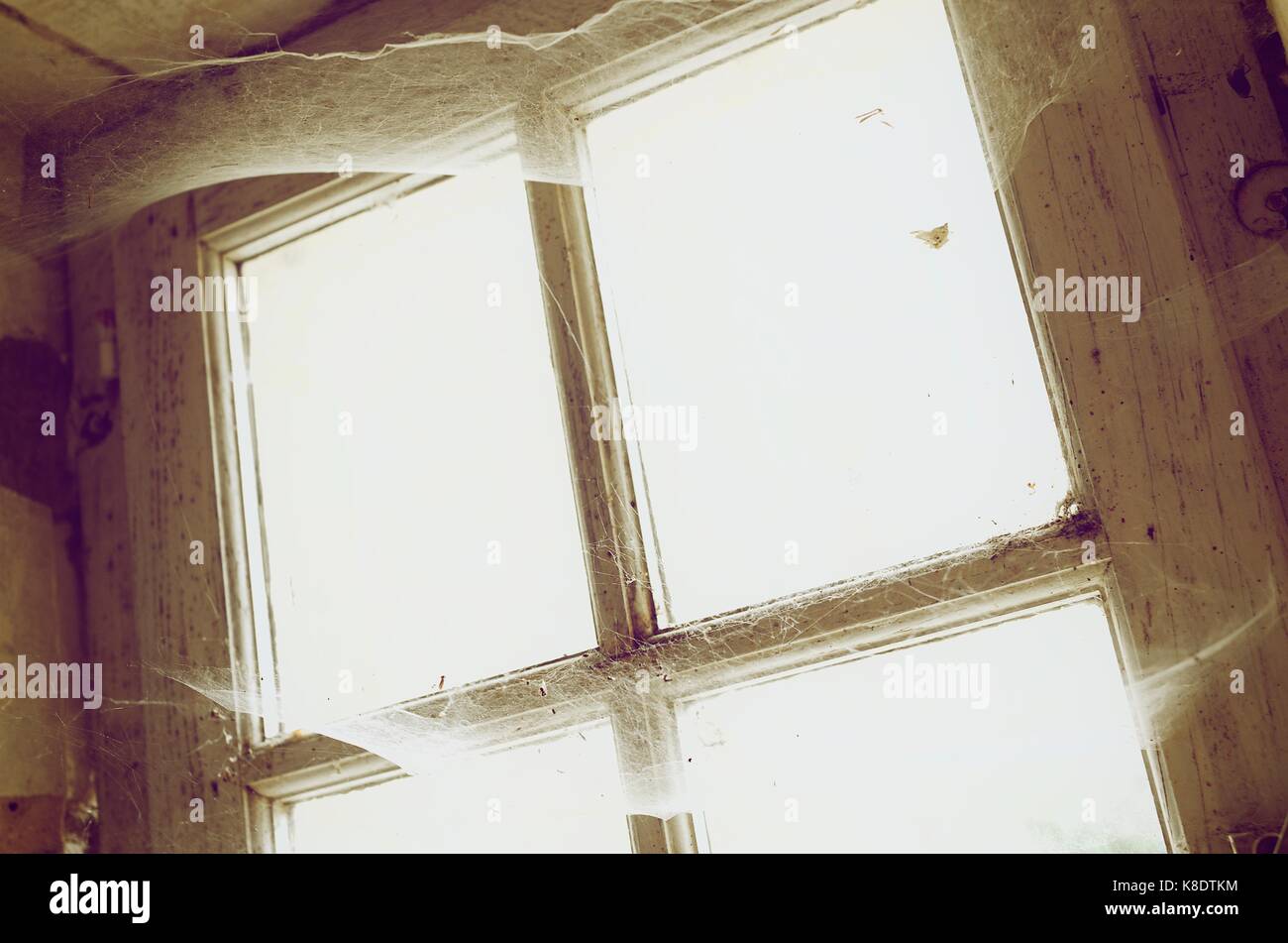 old window with cobwebs and back garden Stock Photo - Alamy