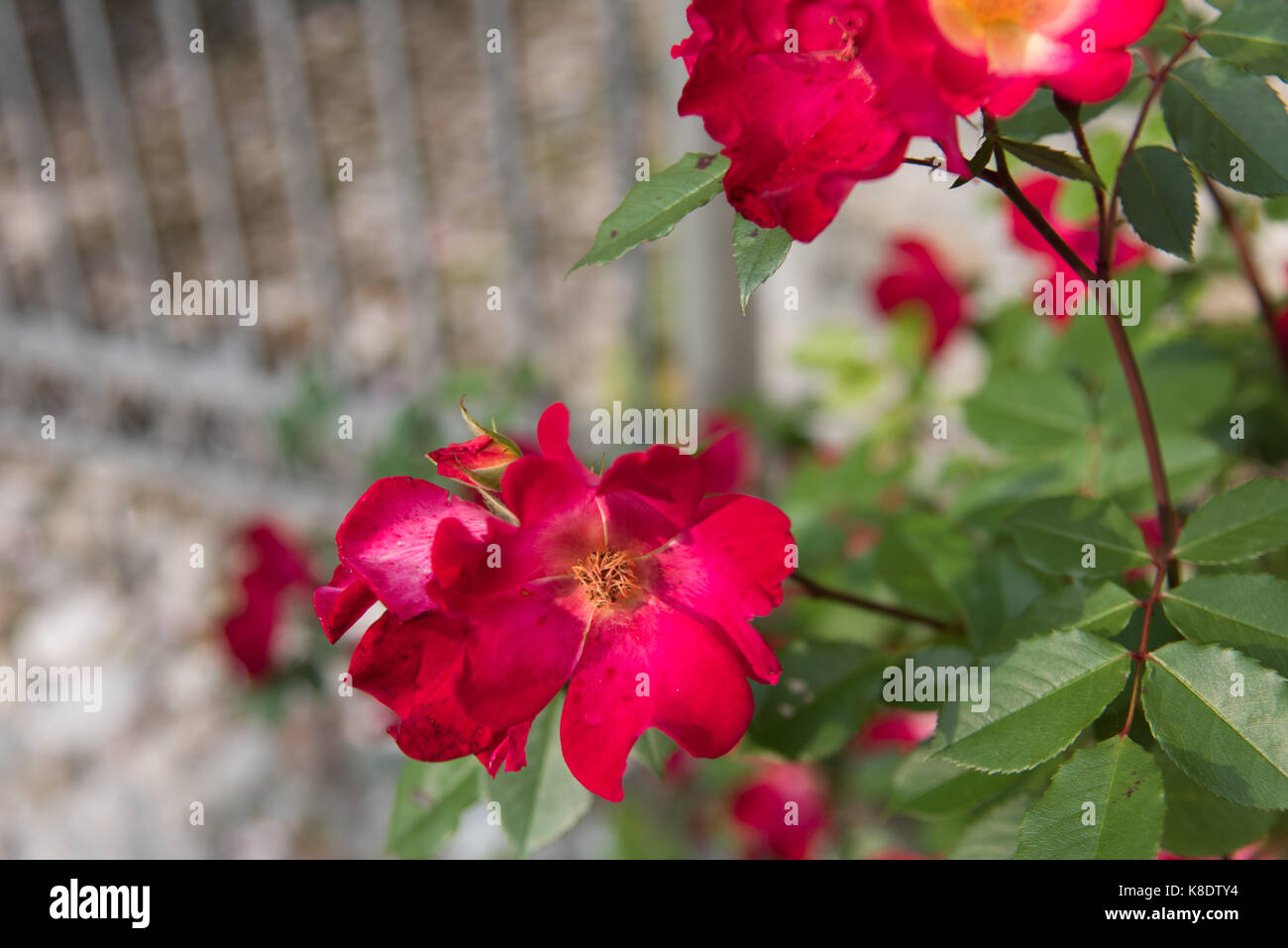Walking in the garden of ancient roses Stock Photo - Alamy