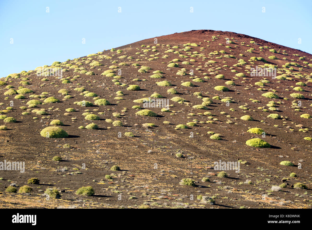 Balsam spurge euphorbia balsamifera bushes spread over volcanic cinder ...