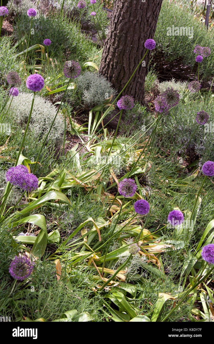 Field of allium hi-res stock photography and images - Alamy