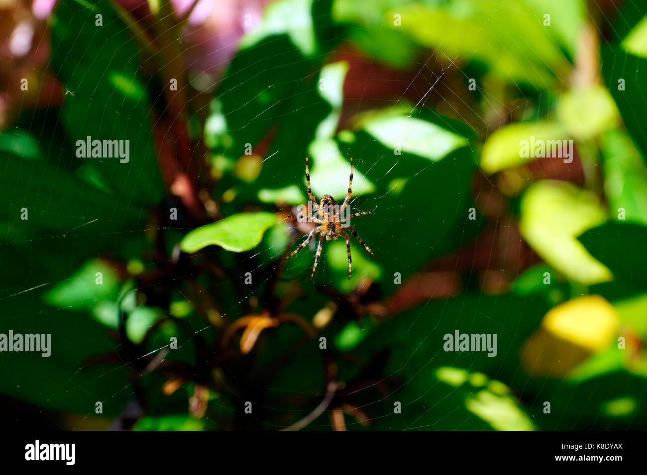 Spiral orb webs hi-res stock photography and images - Alamy