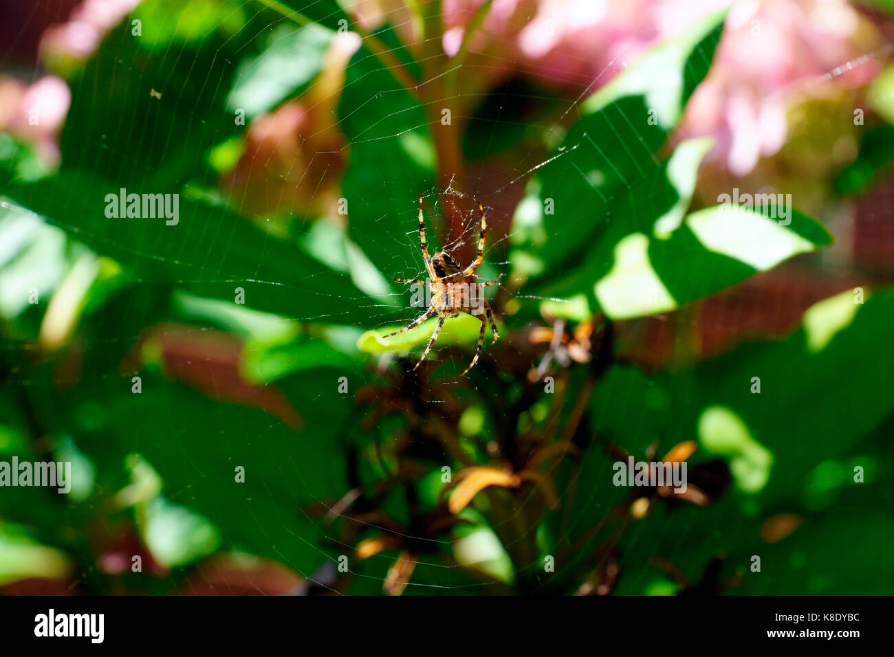 Spiral orb webs hi-res stock photography and images - Alamy