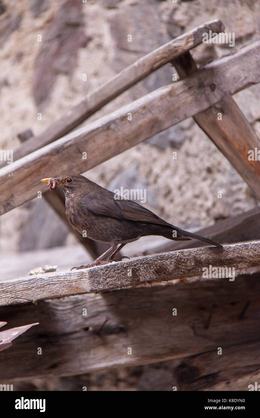 Worm eating bird hi-res stock photography and images - Alamy