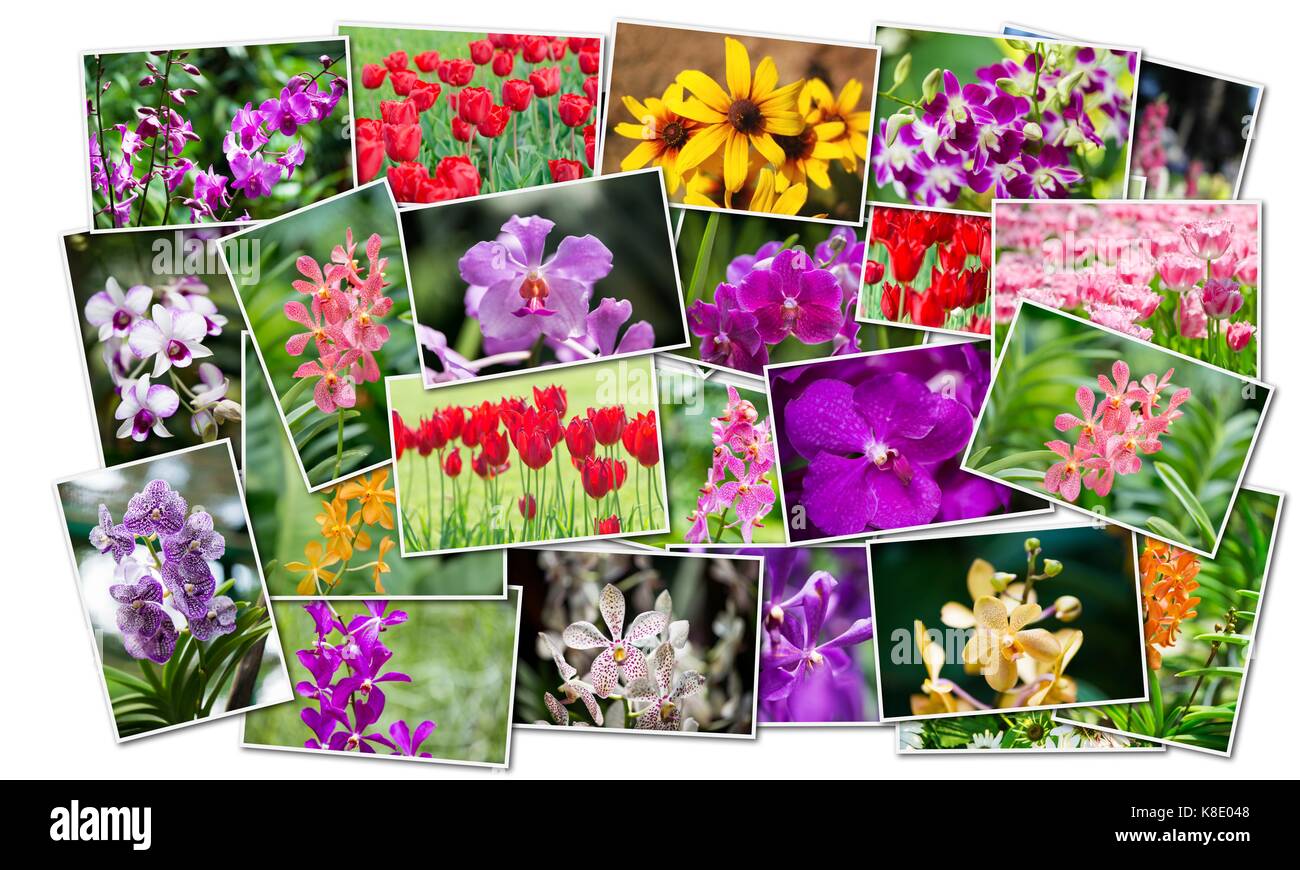 Collage of various flowers in nature concept Stock Photo - Alamy
