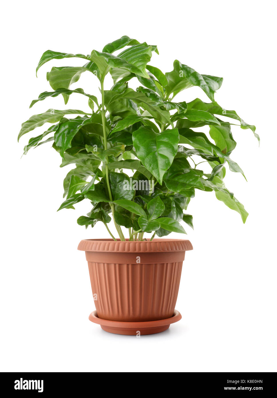 Home pot plant on Cut Out Stock Images & Pictures - Alamy