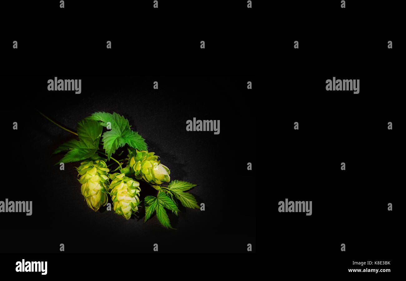 Young, fresh, green hops on a black background close-up Stock Photo - Alamy