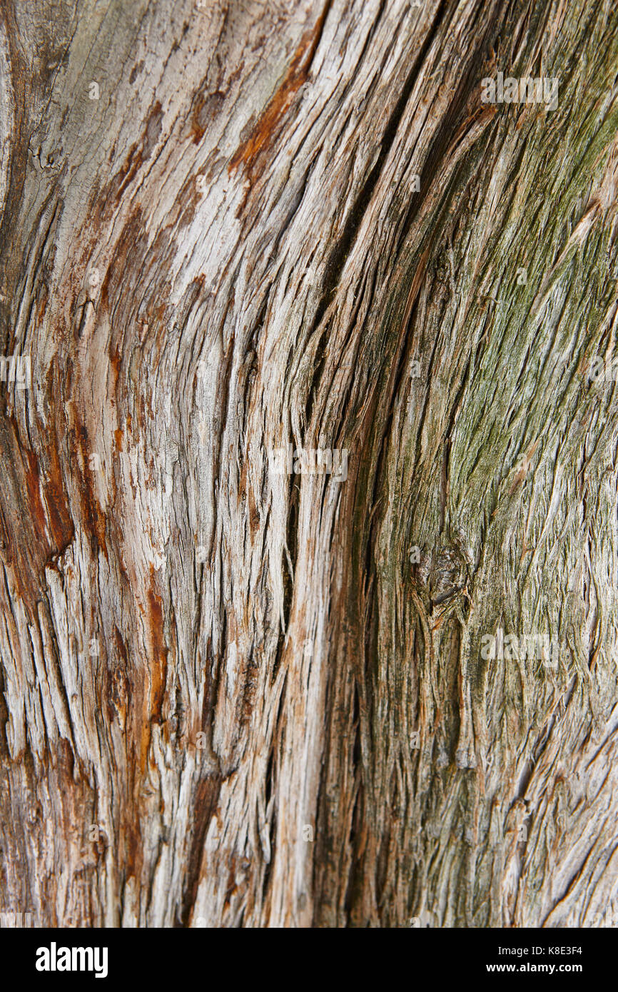 Tree bark textured background. Nature detail. Vertical Stock Photo - Alamy