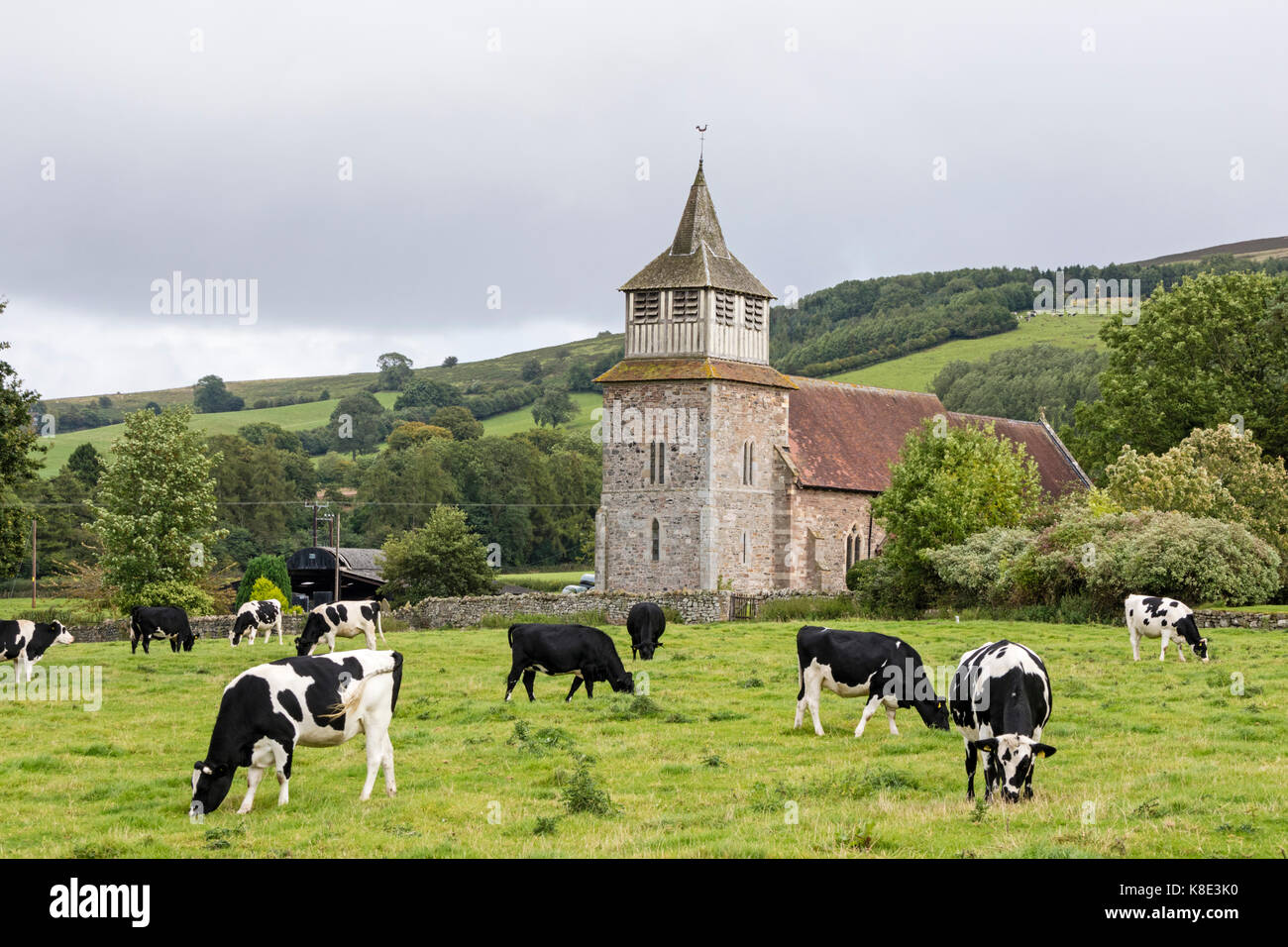The Church of St Mary, Bitterley, with Friesian dairy cows, Shropshire ...