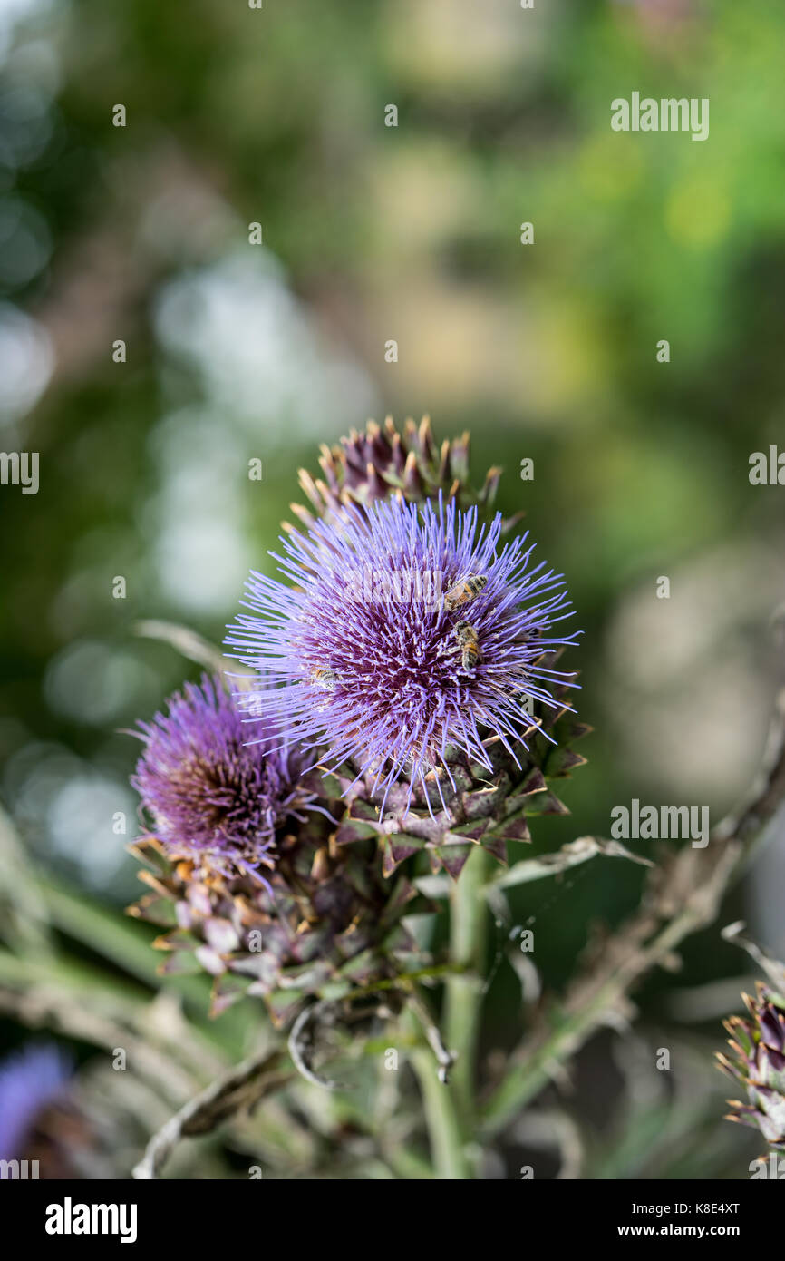 Milk Thistle in full bloom growing in the garden. The plant is used ...