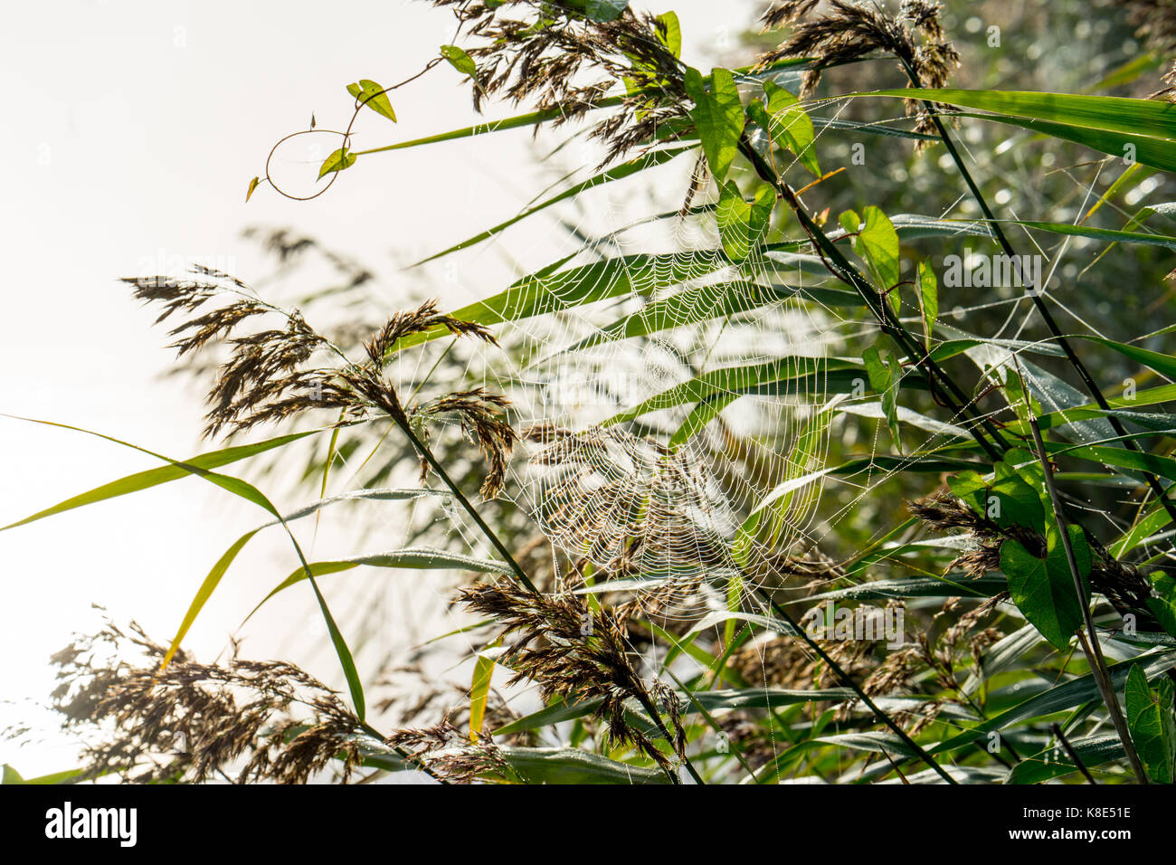 Large beautiful cobweb with dew drops like diamonds. The spider has ...