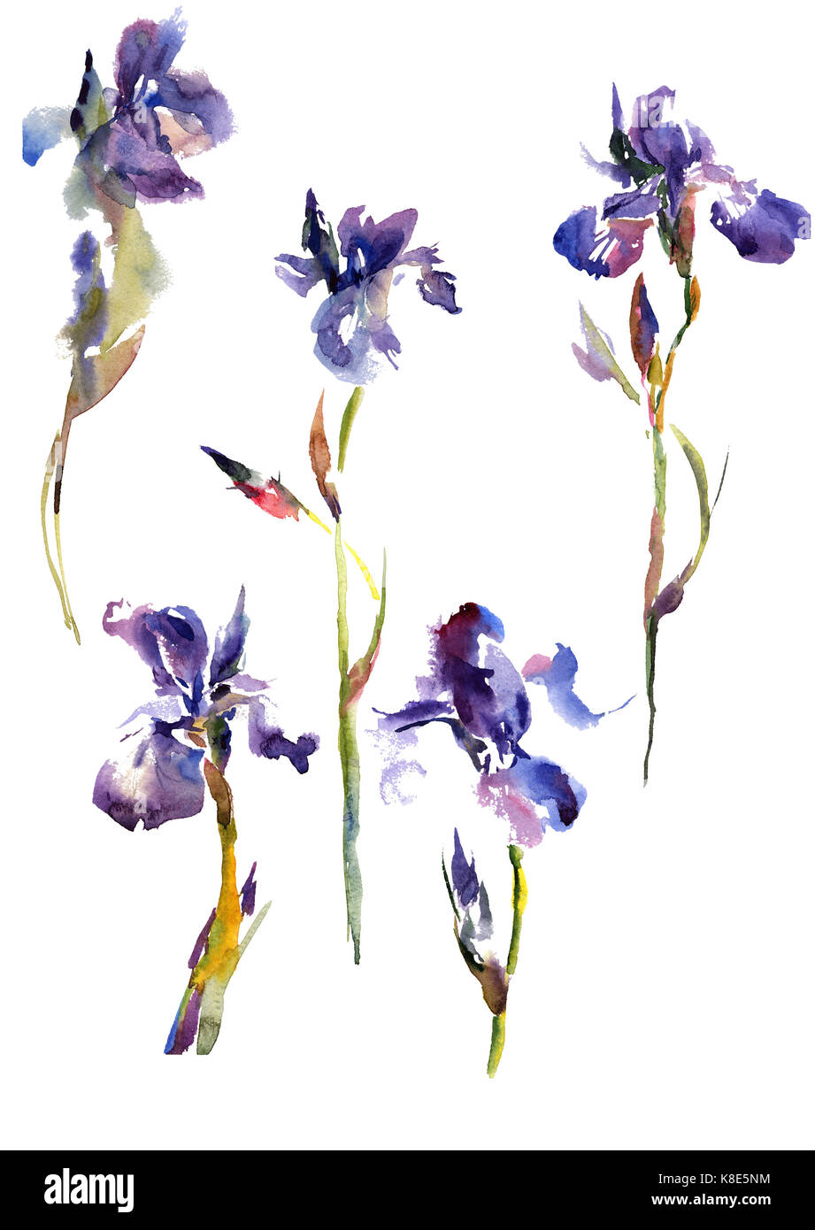 Collection watercolor hand drawing summer iris flowers Stock Photo - Alamy