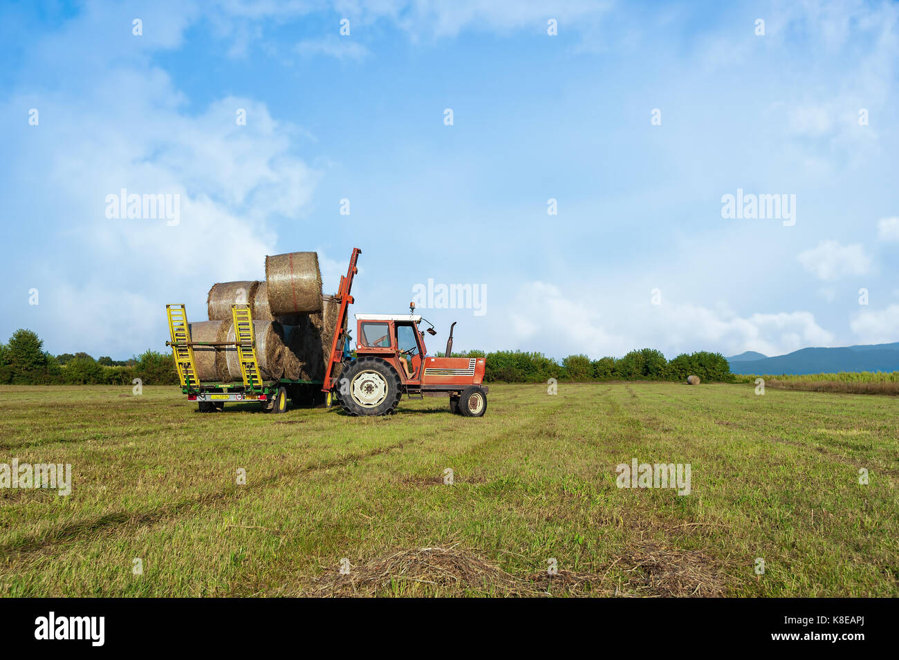 Agricultural scene. Tractor collecting hay bales in field and loading ...