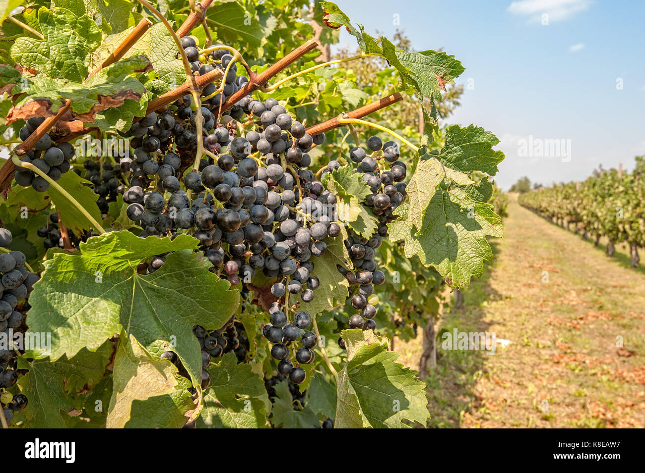 Bunches of grapes in the vineyard at sunset. Grape harvest Stock Photo ...