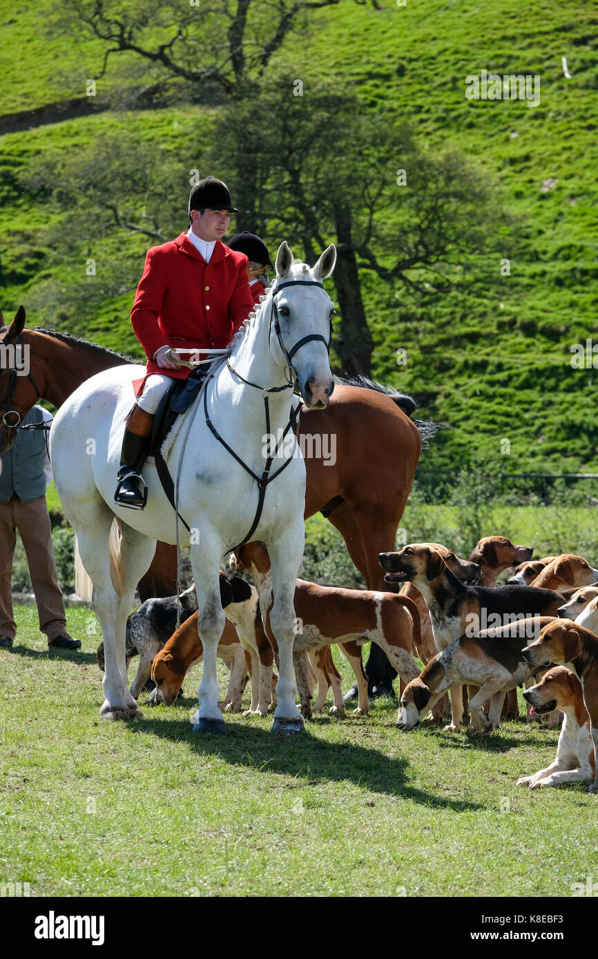 Huntsman on horse with hounds around Stock Photo - Alamy