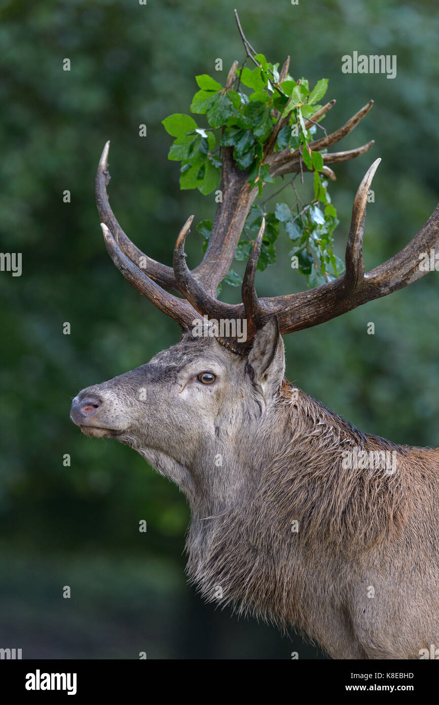 Red deer (Cervus elaphus), portrait, capital deer with leaf branch in ...