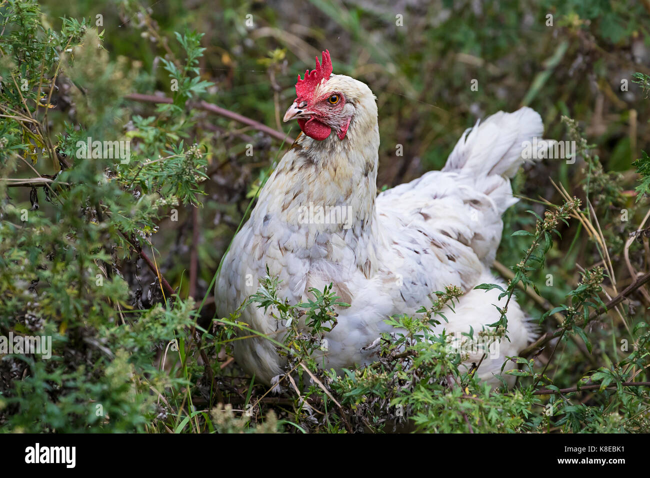 Domestic chicken, hen outdoors, breed mix Stock Photo - Alamy